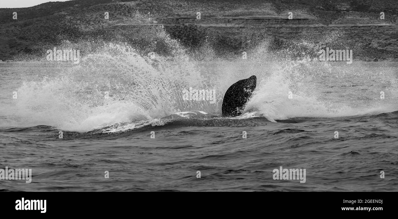 Southern right whale, Peninsula Valdes, Patagonia, Argentina Stock ...