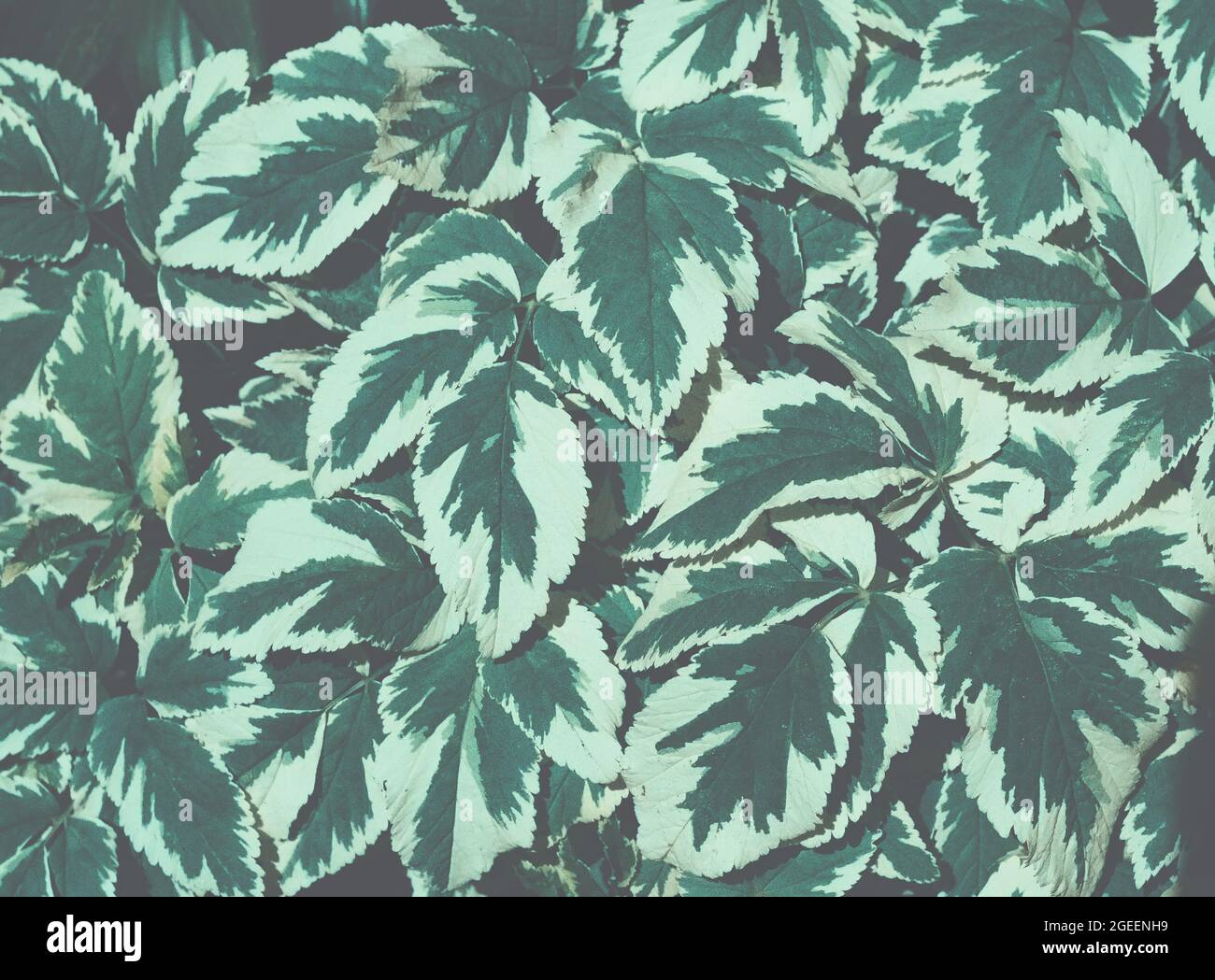 Abstract natural background. Variegated flower leaves Stock Photo - Alamy