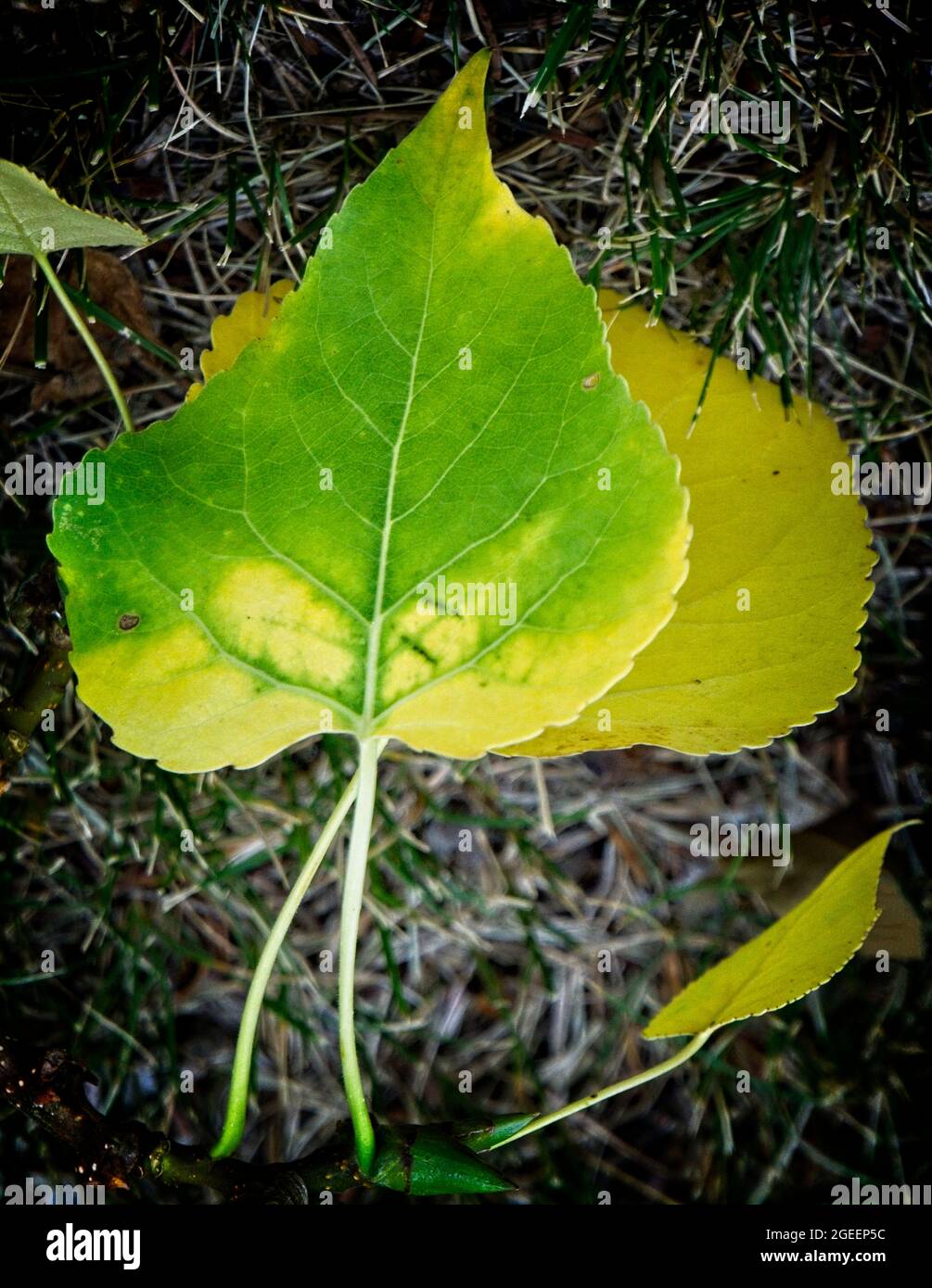 August tree leaves hi-res stock photography and images - Alamy
