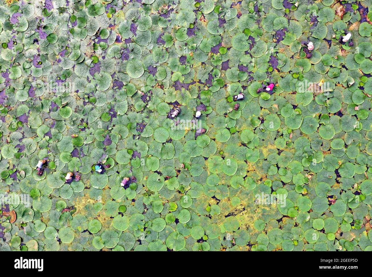 Chuzhou, China. 19th Aug, 2021. Farmers pick gorgon fruit or Qianshi at ...