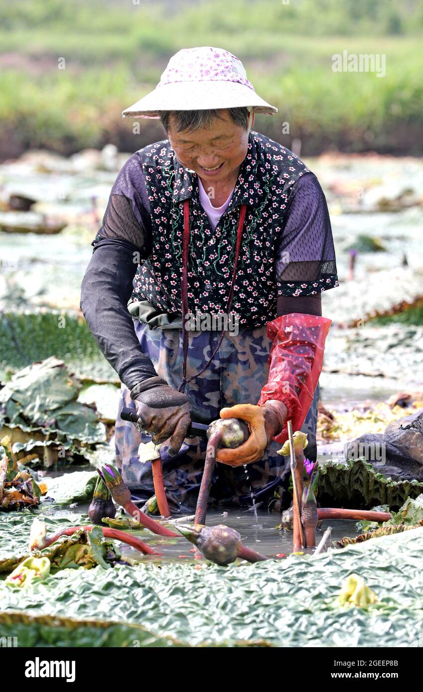 Chuzhou, China. 19th Aug, 2021. Farmers pick gorgon fruit or Qianshi at ...
