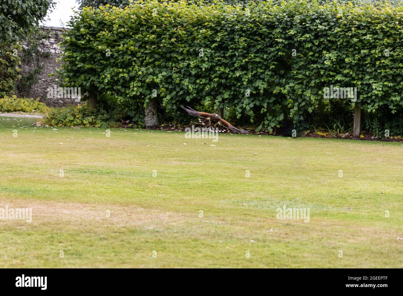 Harris Hawk, bay-winged hawk in flight. Wildlife animal scene from ...