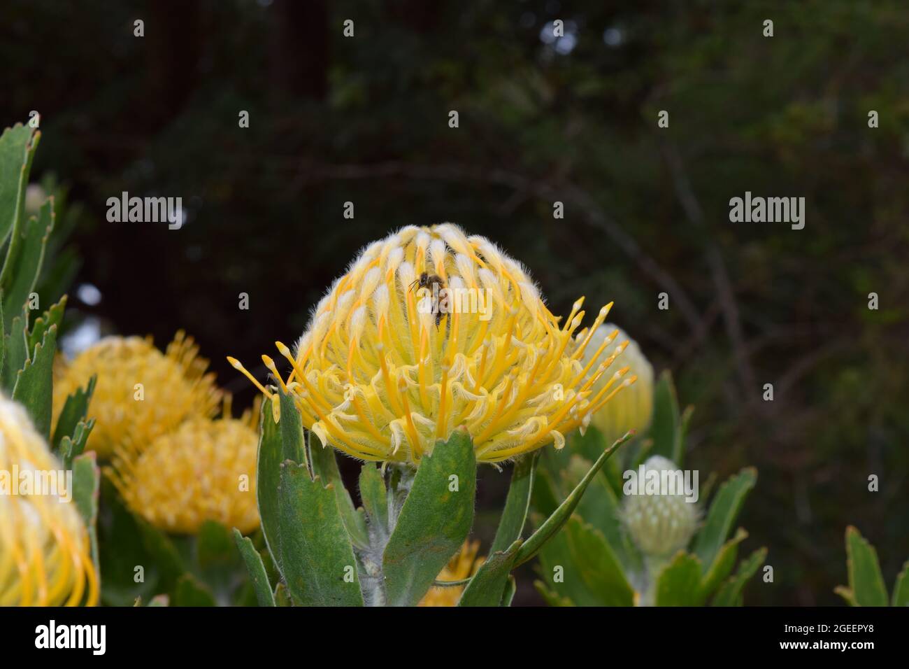 Bee on a Yellow Nodding Pincushion Flower, Maui, Hawaii Stock Photo - Alamy