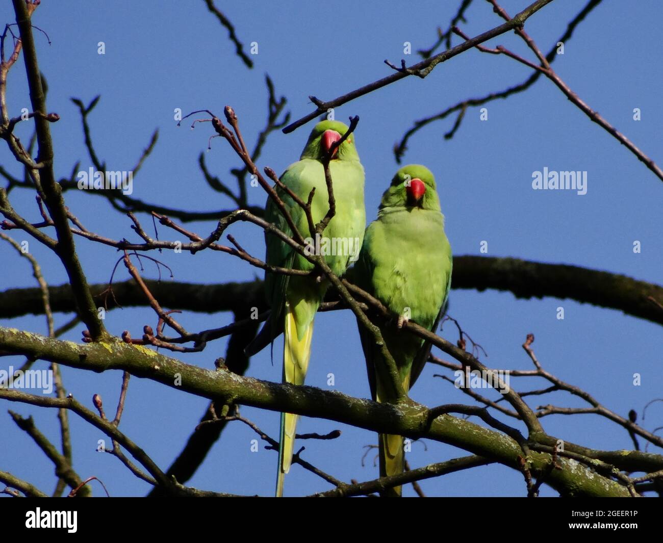 Shot of two Rose-ringed Nicobar Parakeet parrots sitting on a tree ...