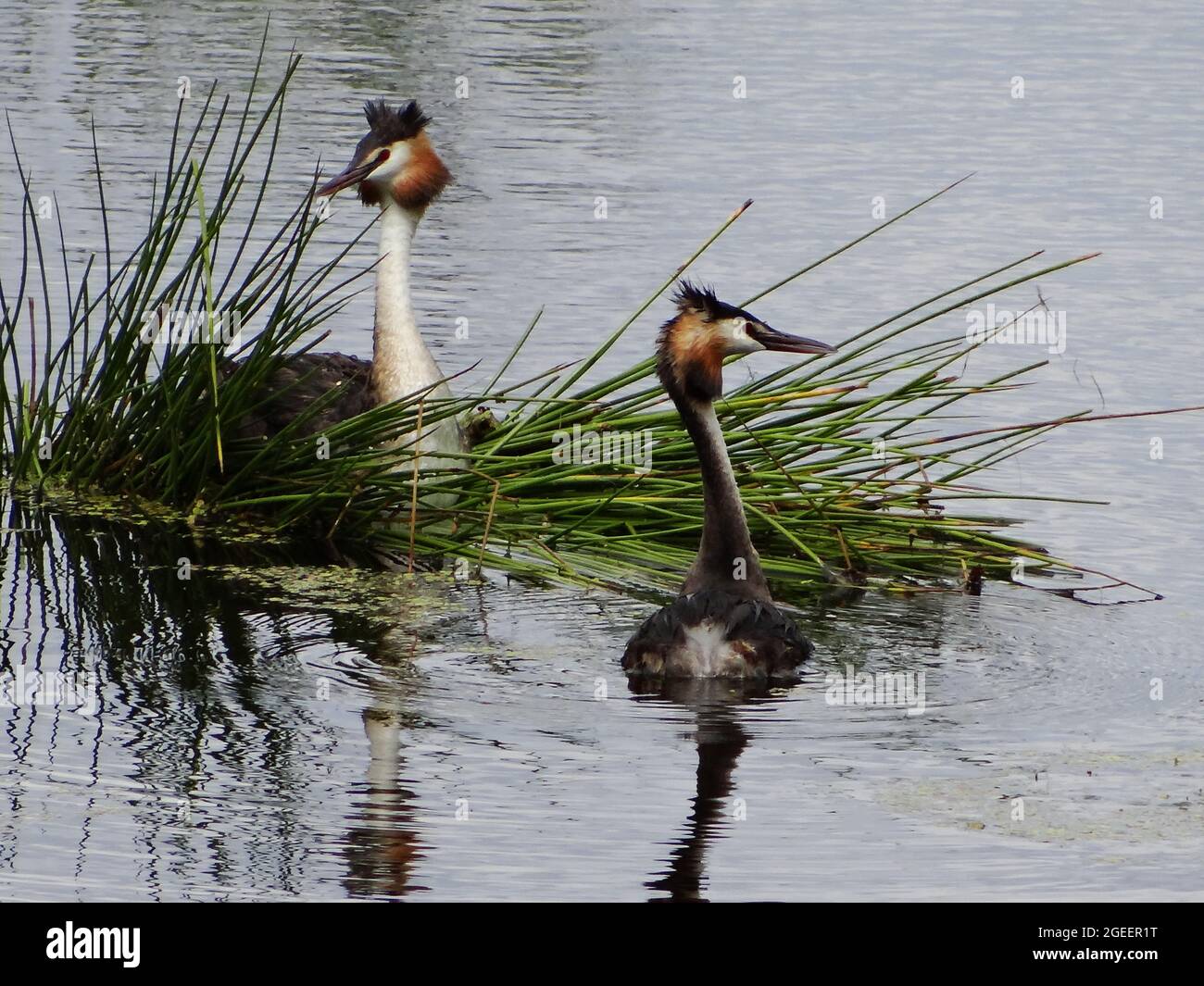 Shot of Great Crested Grebes in the water next to some water plants ...