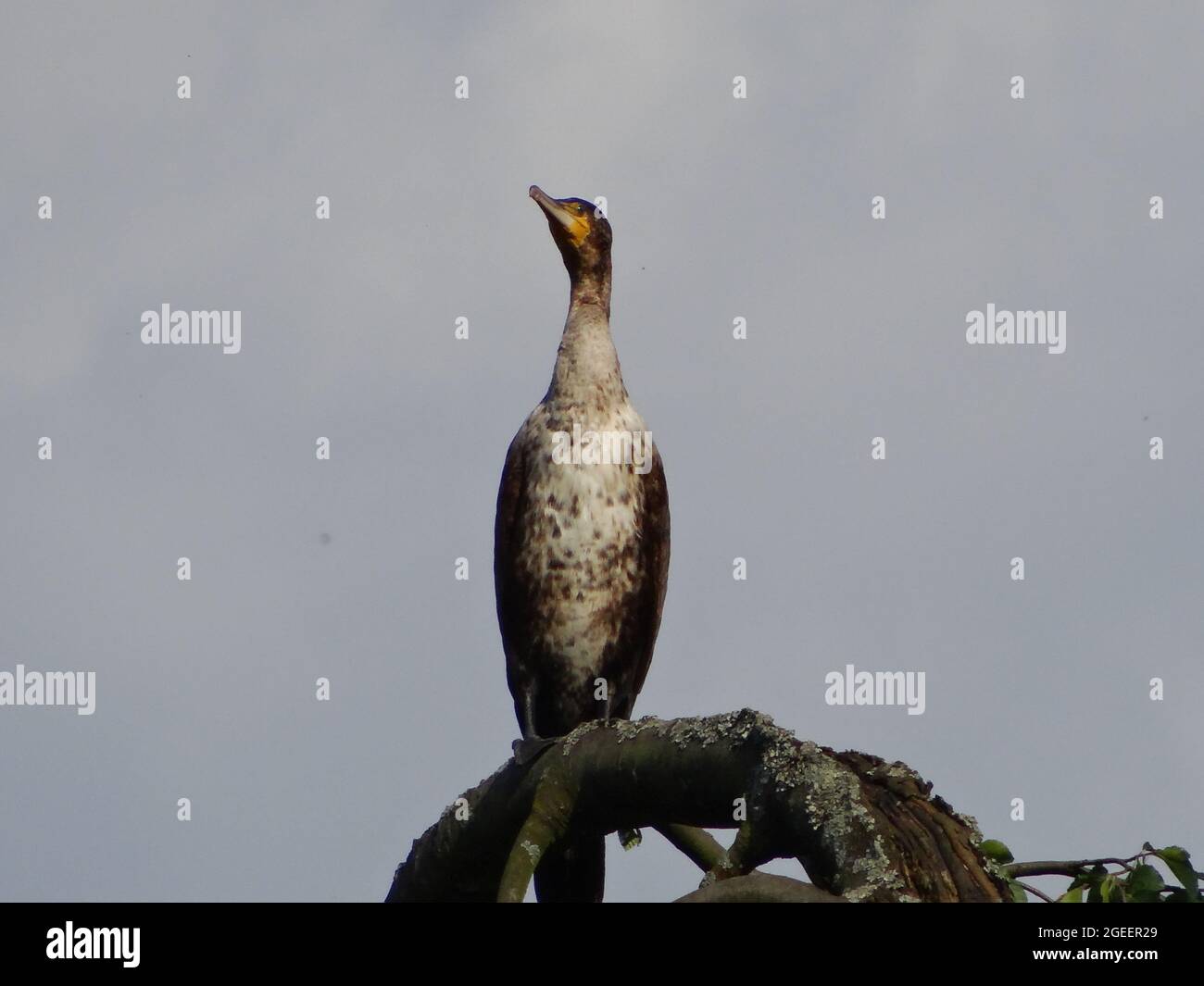 Majestic shot of a Cormorant bird standing on a branch with a grey sky ...