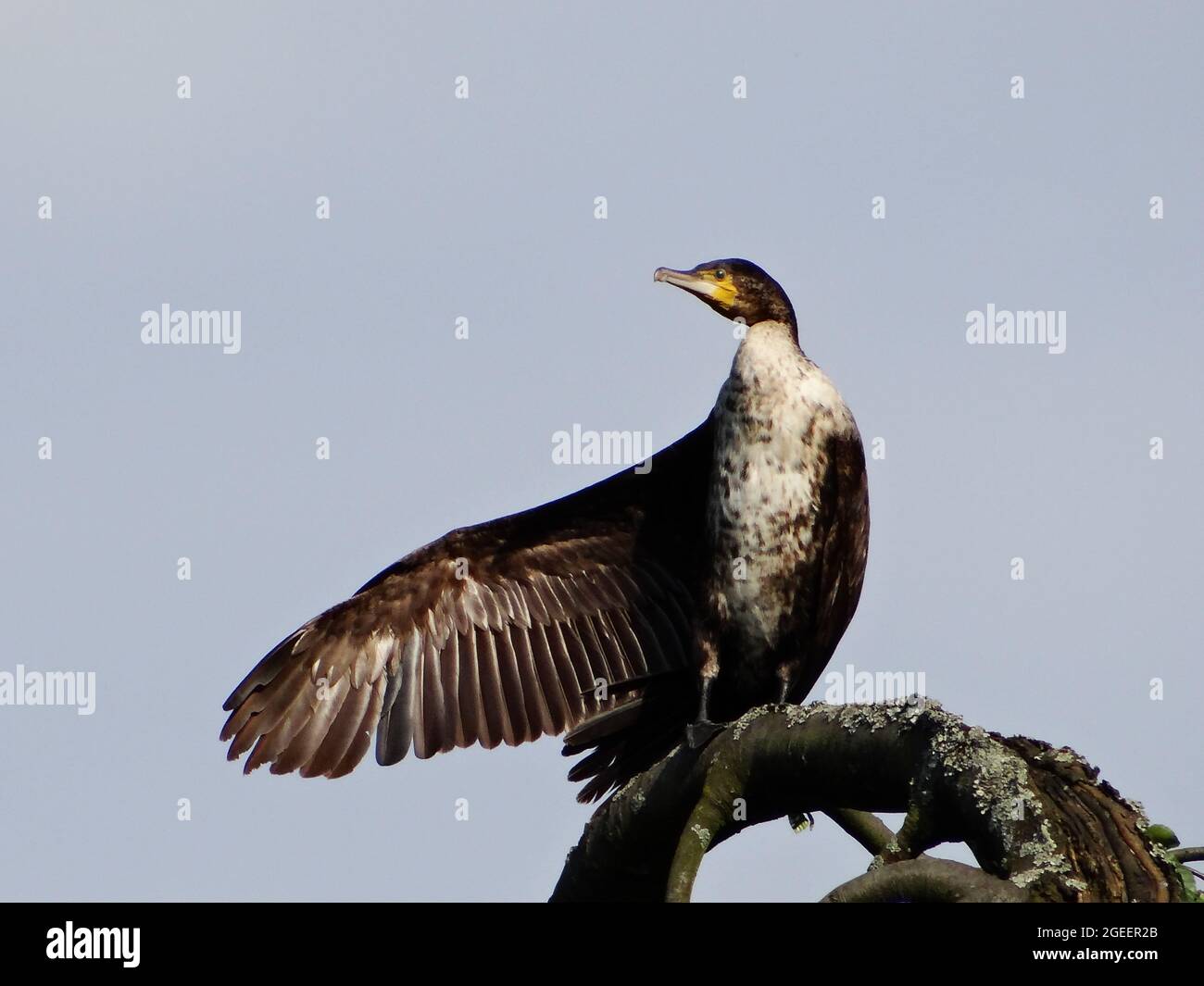 Majestic shot of a Cormorant bird standing on a branch with one wing ...