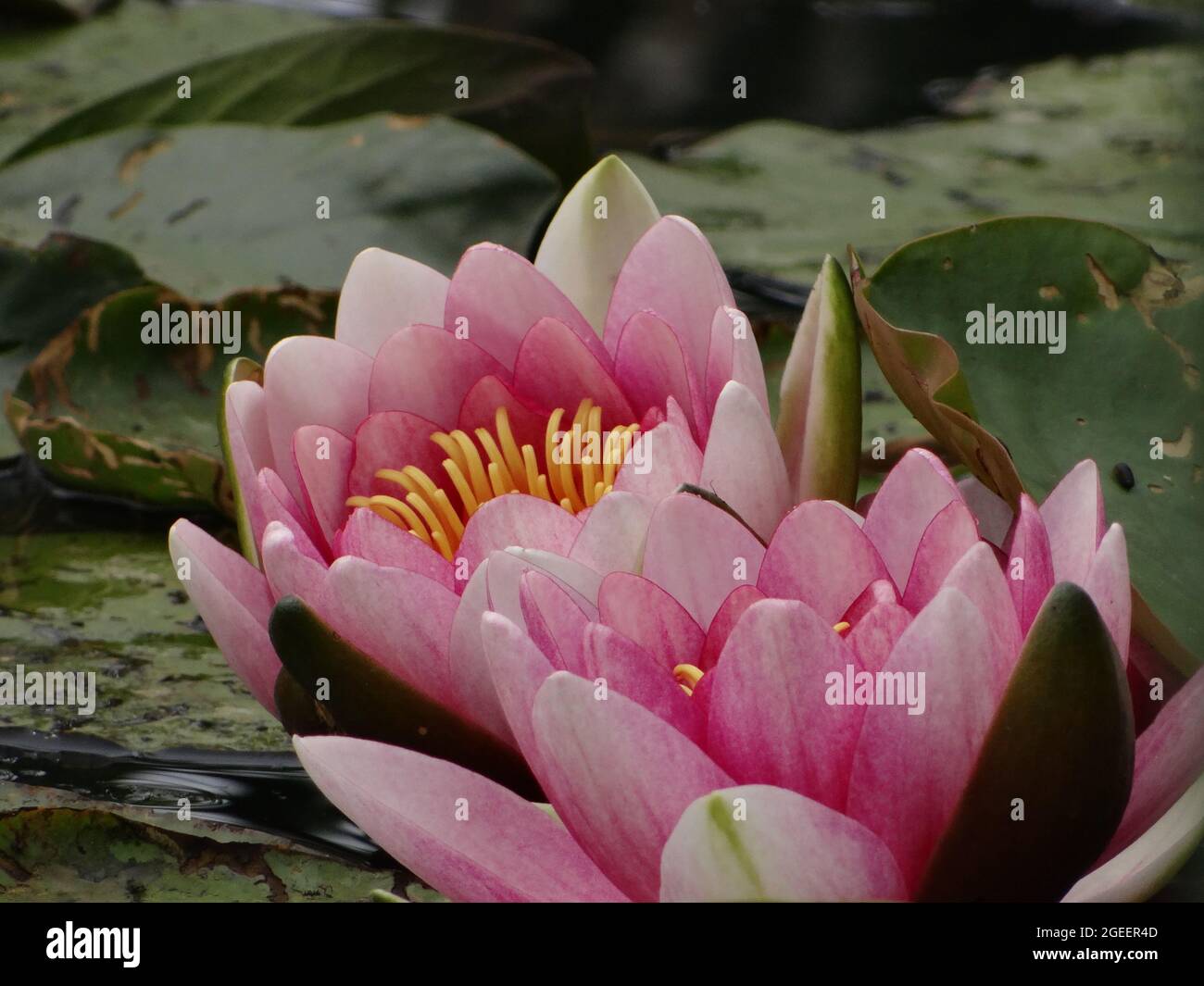 Nymphaea aurora hi-res stock photography and images - Alamy