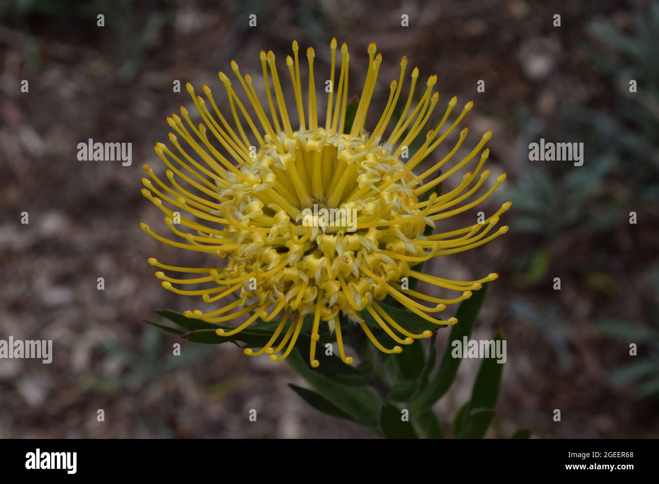 Yellow Nodding Pincushion Flower, Maui, Hawaii Stock Photo - Alamy