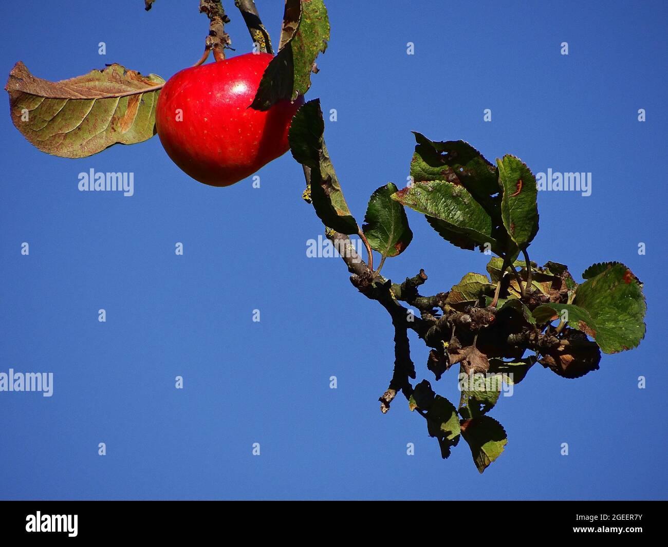Gorgeous shot of a red apple hanging from a tree branch with leaves and ...