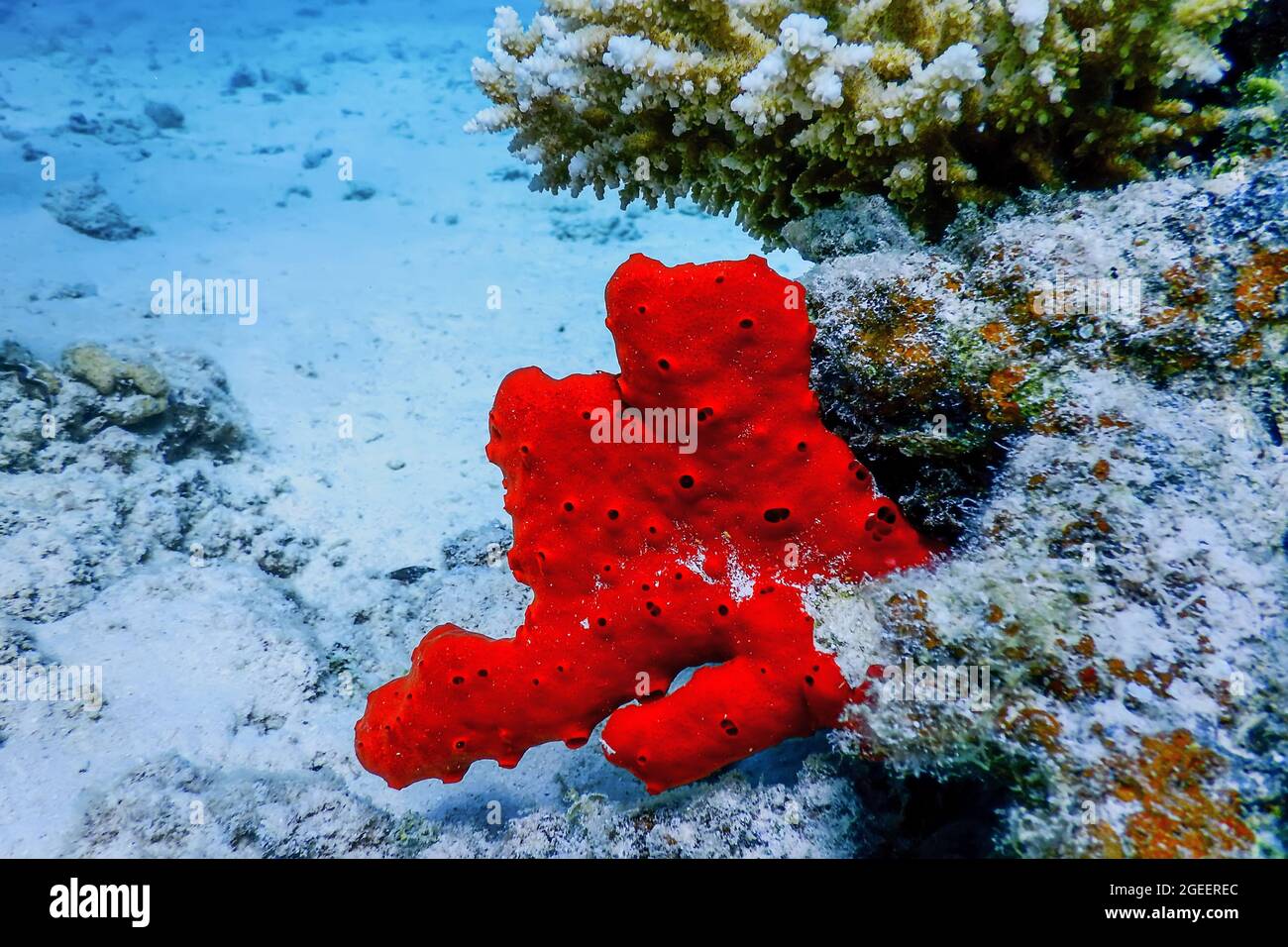 Red volcano sponge (Acarnus erithacus), Marine life, Red Sea Stock ...