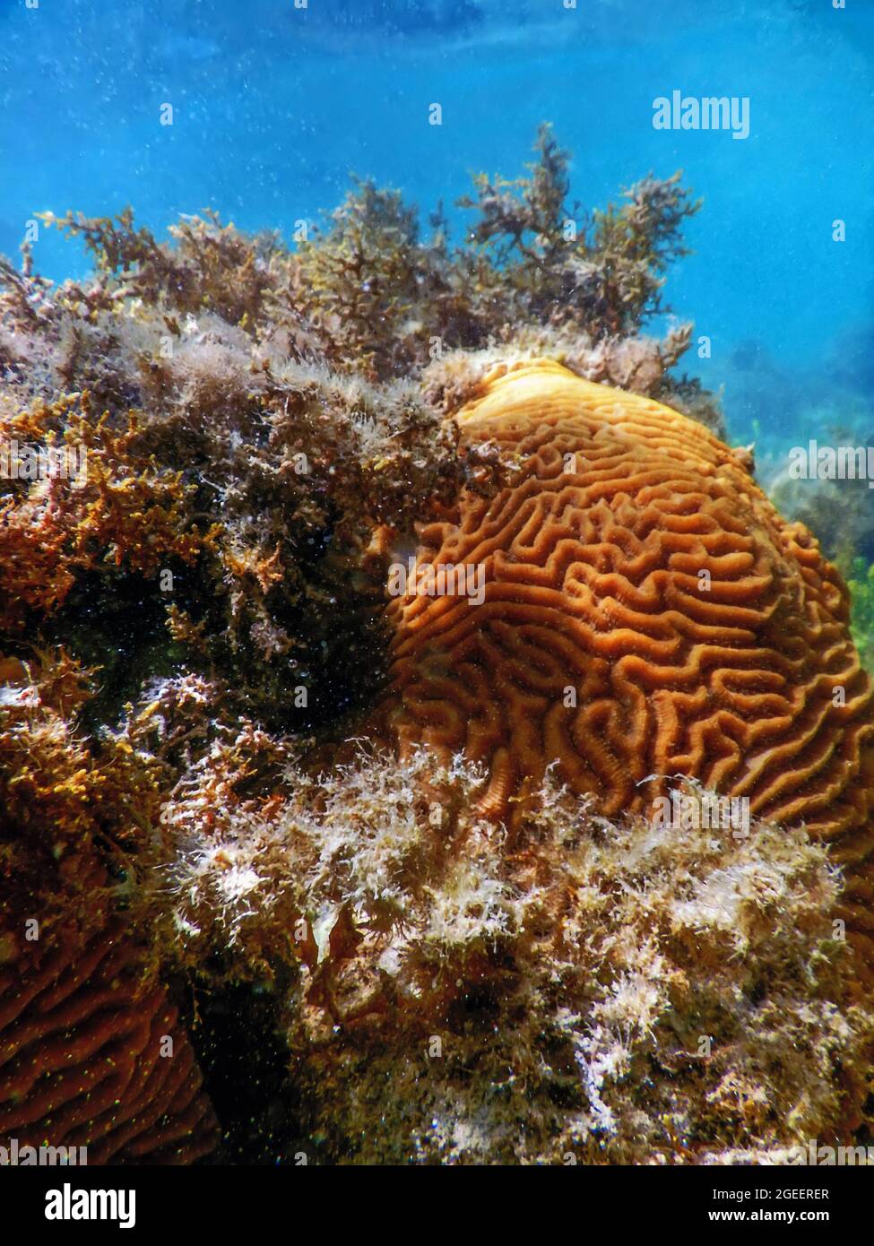 Brain coral in the bottom of the sea, Marine life Stock Photo - Alamy