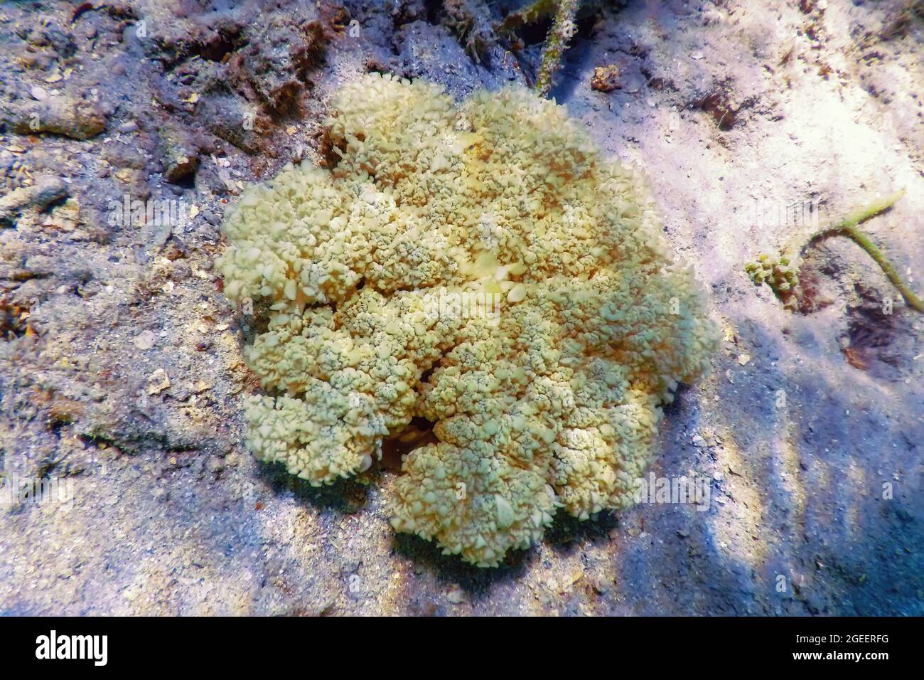 Upside Down Jellyfish (Cassiopea andromeda), Marine life Stock Photo ...