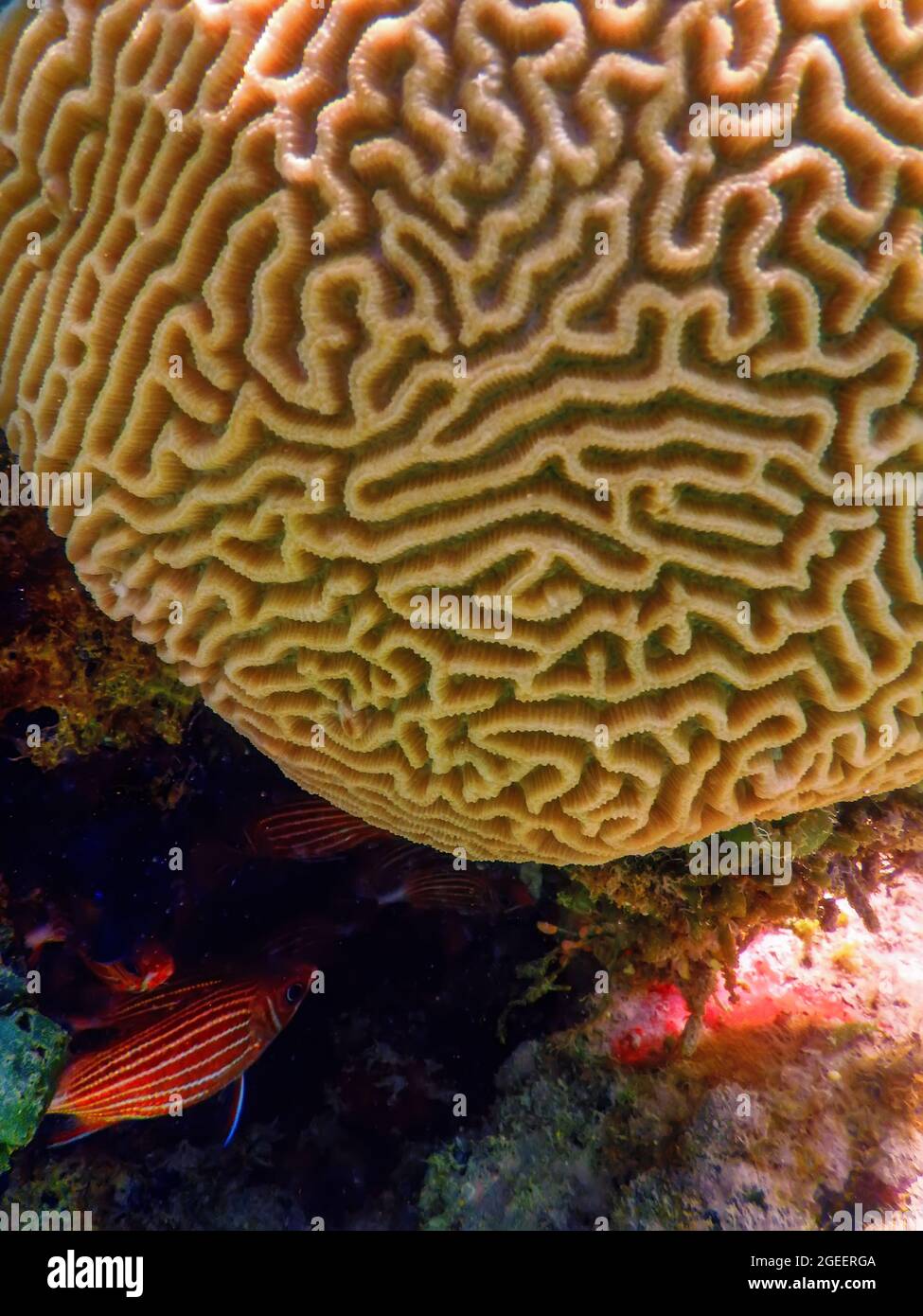 Brain coral in the bottom of the sea, Marine life Stock Photo - Alamy