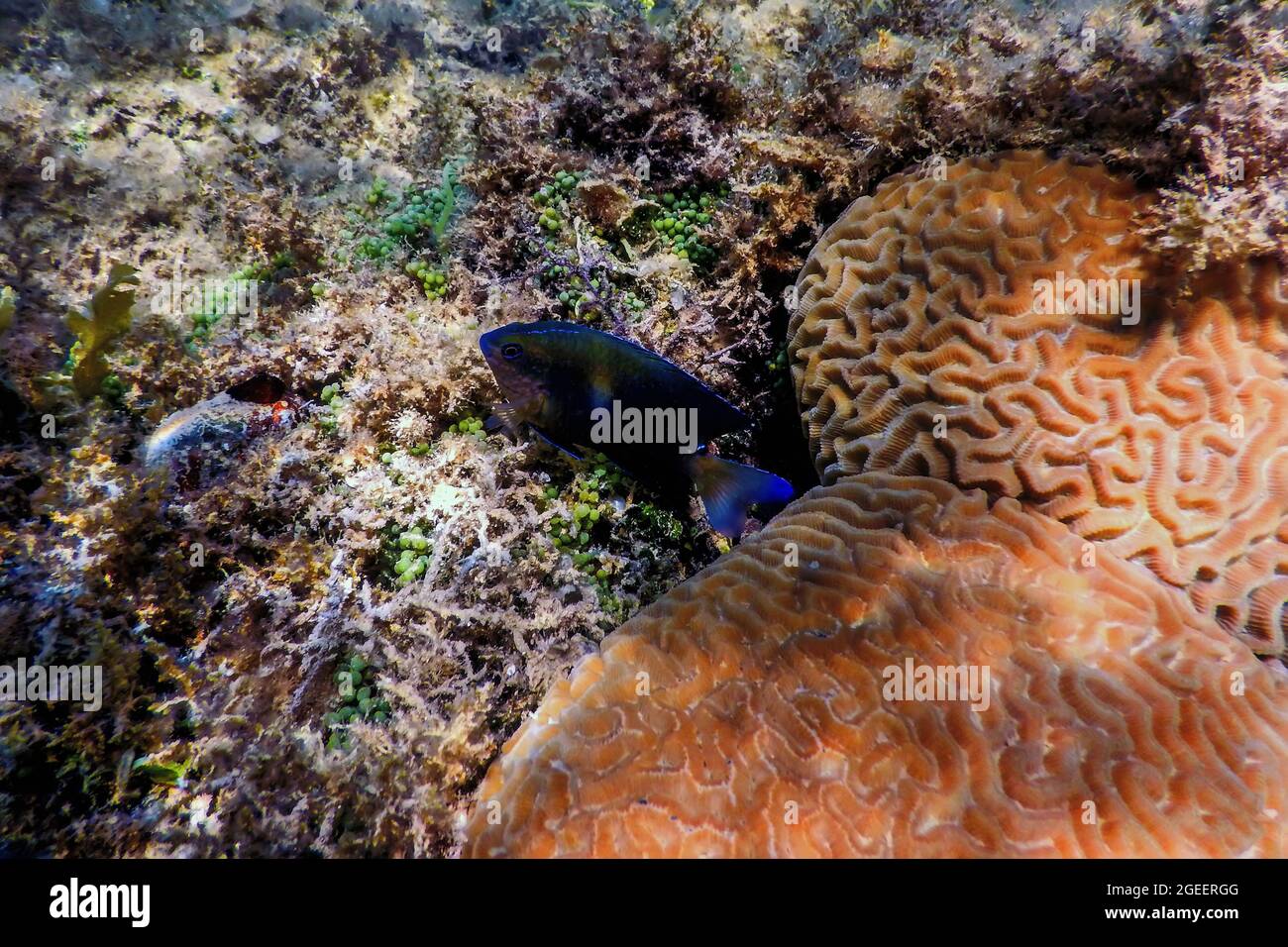 Brain coral in the bottom of the sea, Marine life Stock Photo - Alamy