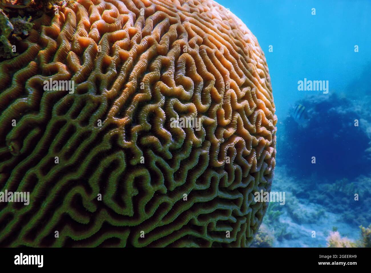 Brain coral in the bottom of the sea, Marine life Stock Photo - Alamy
