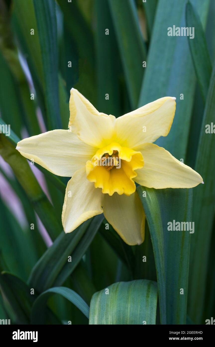 Close up of Narcissus Pipit in spring. Narcissus Pipit is a lemon and ...