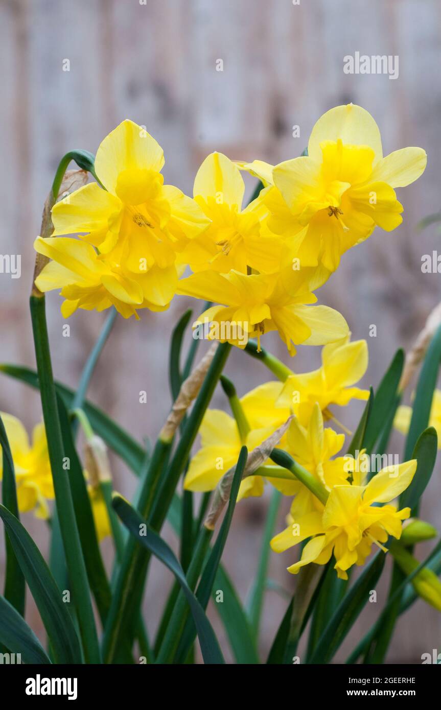 Tripartite hi-res stock photography and images - Alamy