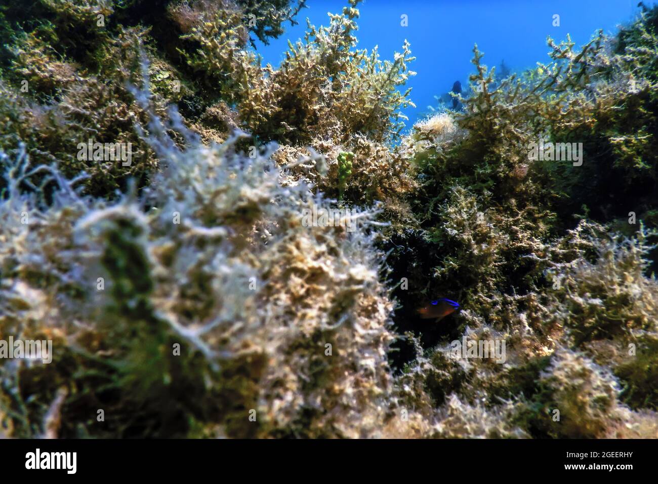 Underwater landscape reef with algae, Blue underwater background Stock ...