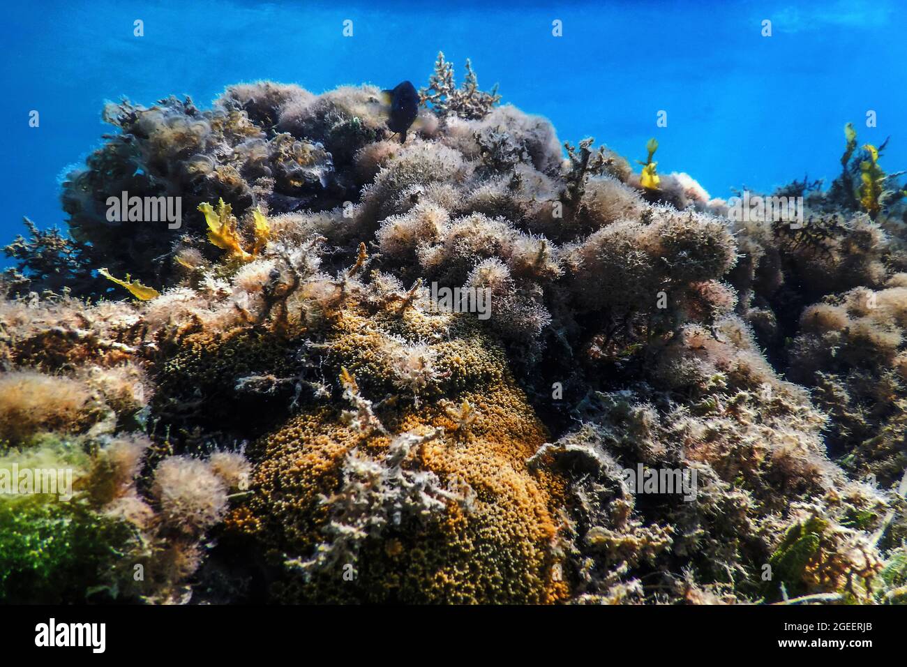Underwater landscape reef with algae, Blue underwater background Stock ...