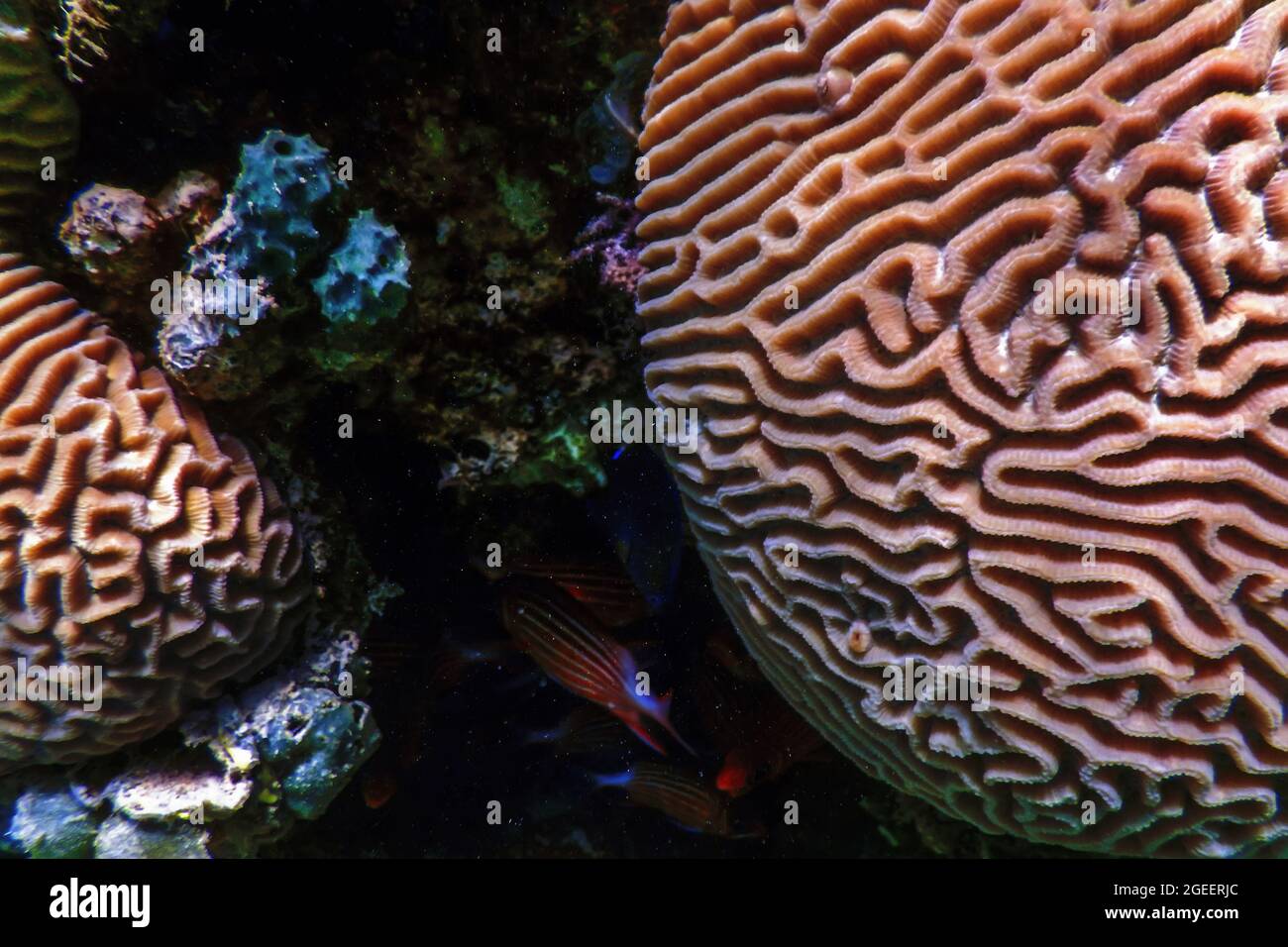 Brain coral in the bottom of the sea, Marine life Stock Photo - Alamy