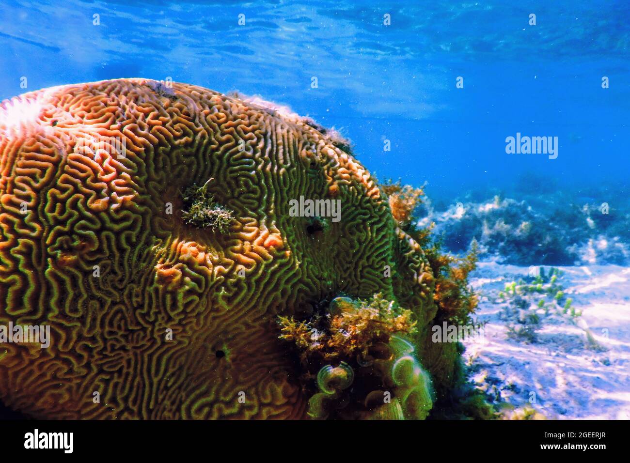 Brain coral in the bottom of the sea, Marine life Stock Photo - Alamy