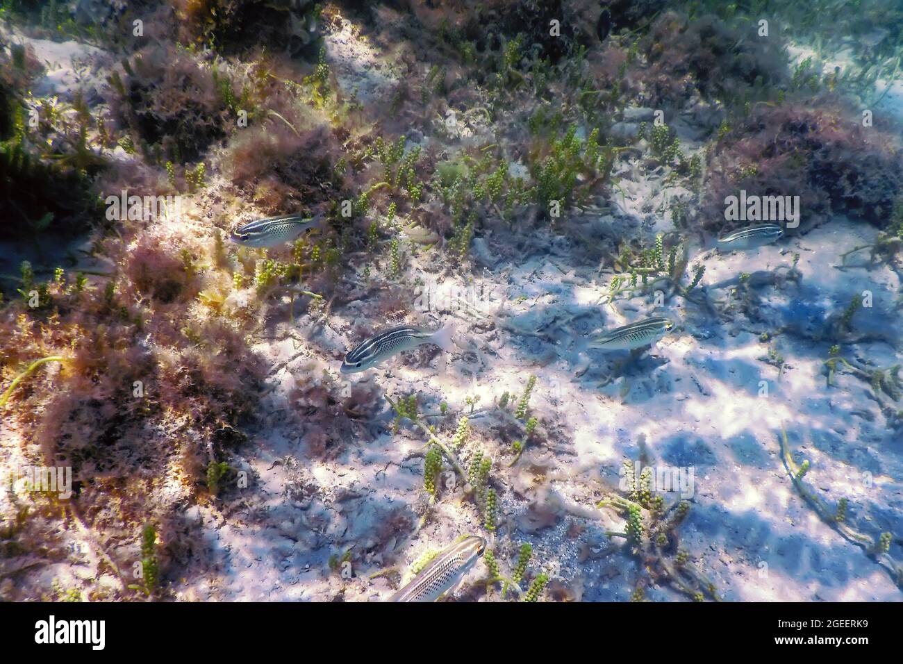 Underwater landscape reef with algae, Blue underwater background Stock ...