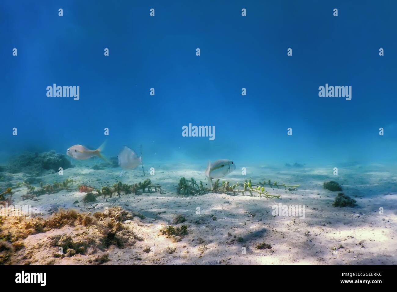 Red Sea goatfish (Parupeneus forsskali) Underwater, Marine life Stock ...