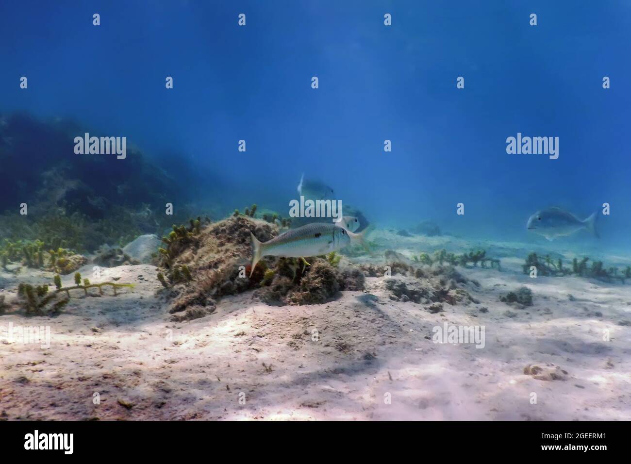 Red Sea goatfish (Parupeneus forsskali) Underwater, Marine life Stock ...