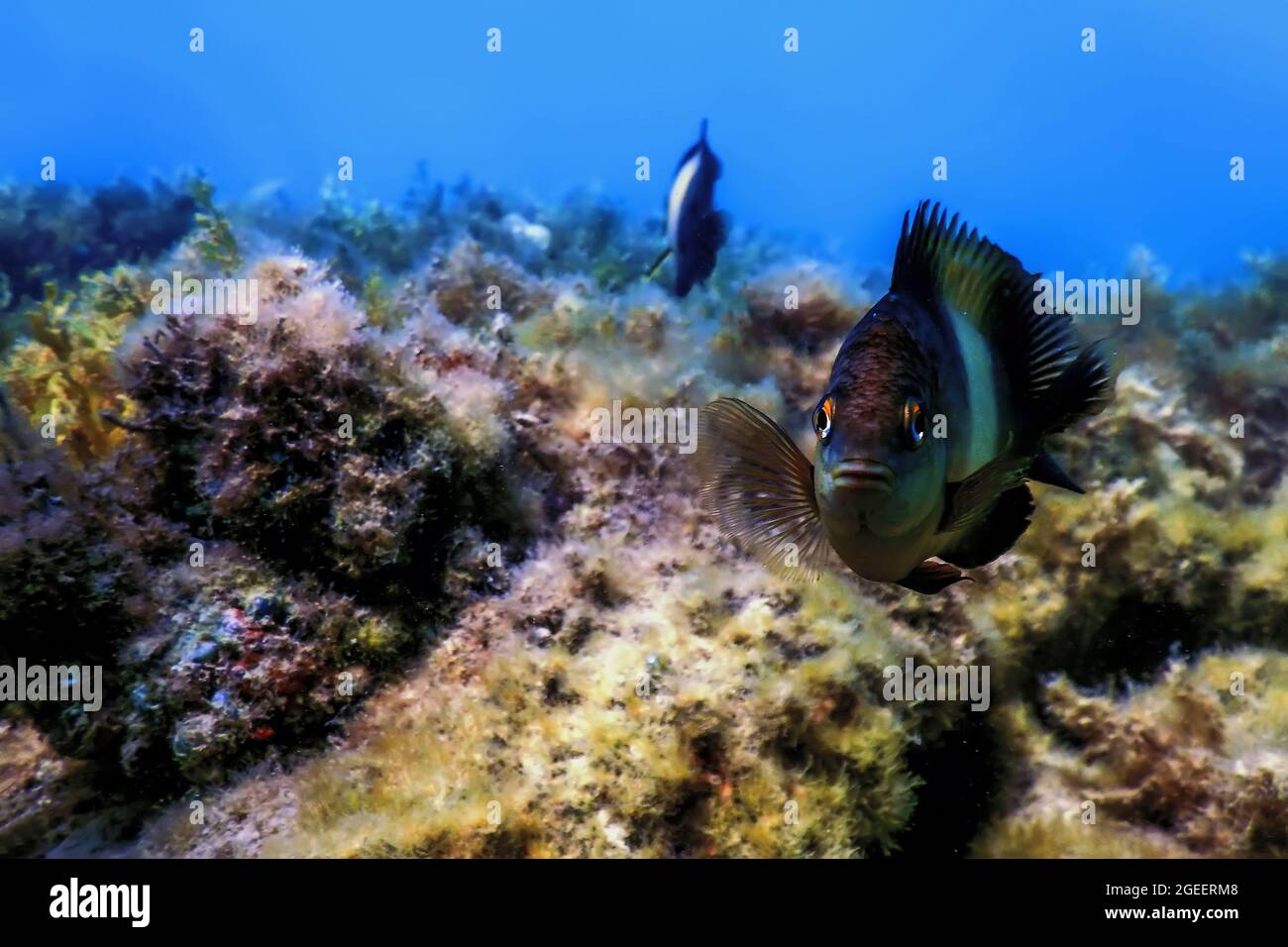 Dusky gregory Underwater (Stegastes nigricans) Marine life Stock Photo ...