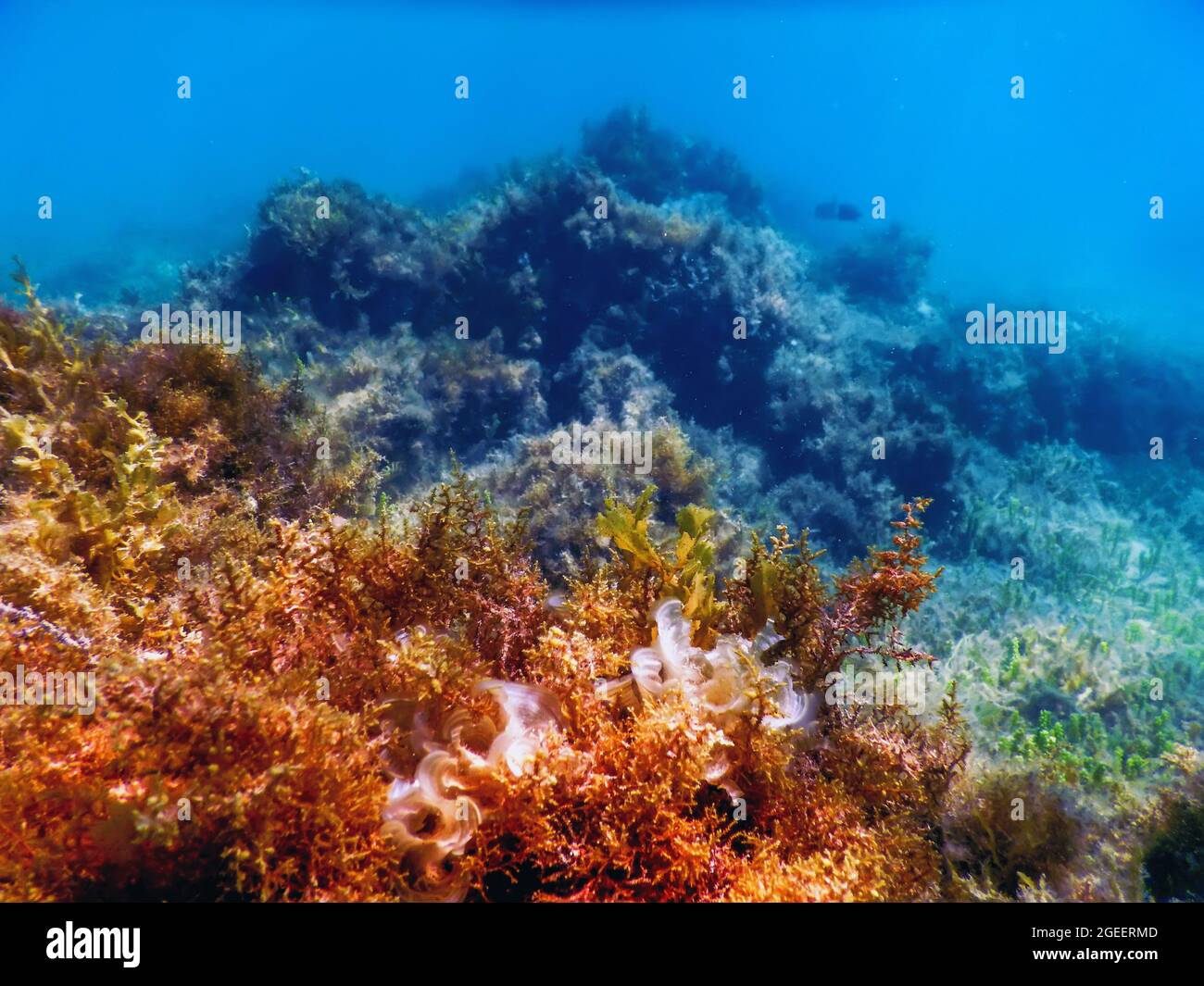 Seaweed, Seaweed Underwater, Seaweed Shallow Water near surface Stock ...