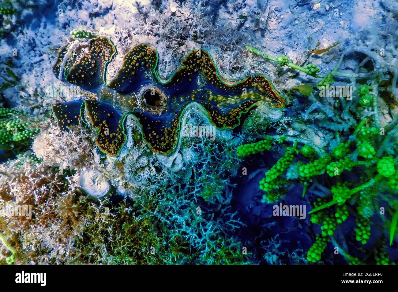 Maxima clam (Tridacna maxima) Underwater, Marine life Stock Photo - Alamy