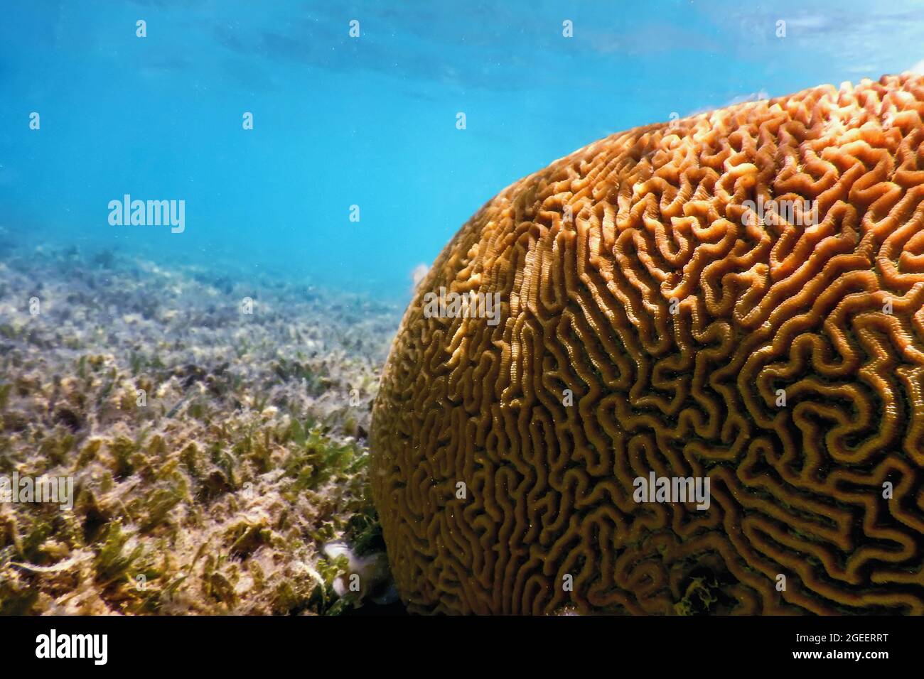 Brain coral in the bottom of the sea, Marine life Stock Photo - Alamy
