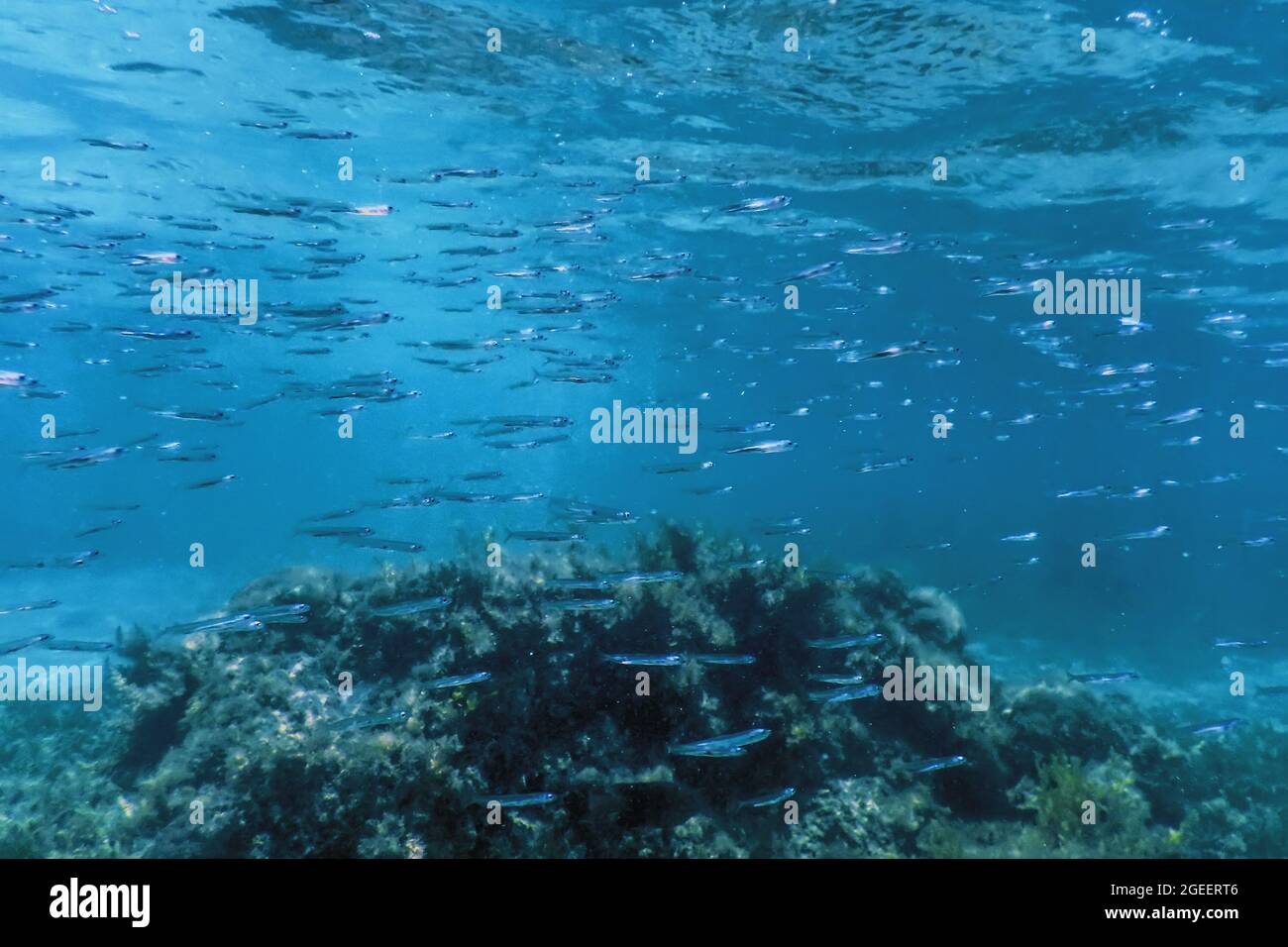 Fish School Underwater, sandy sea bottom underwater background Stock ...
