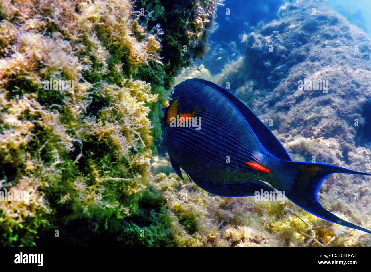 The Sohal Surgeonfish, sohal tang (Acanthurus sohal) Marine life Stock ...