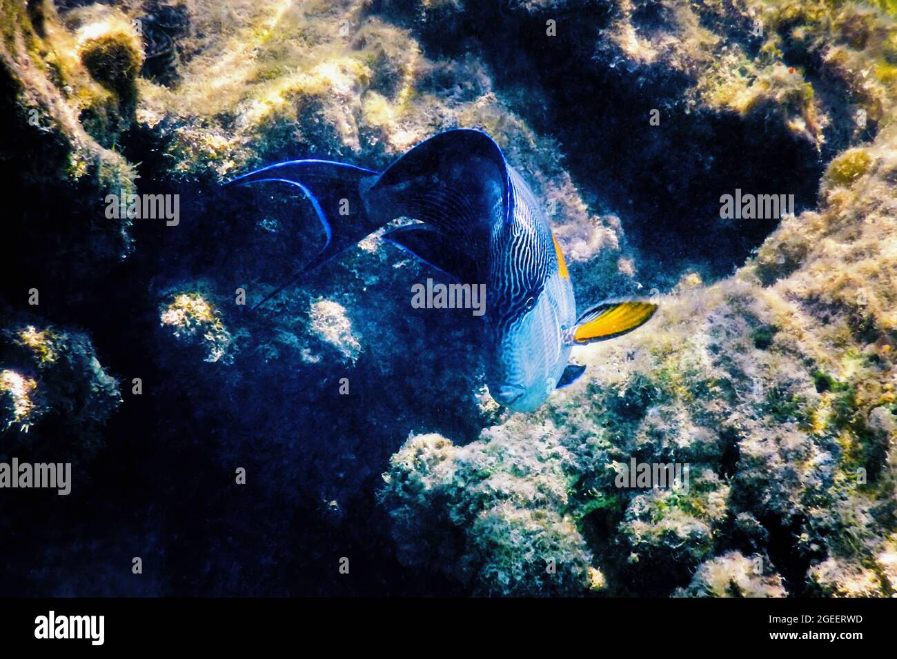 The Sohal Surgeonfish, sohal tang (Acanthurus sohal) Marine life Stock ...