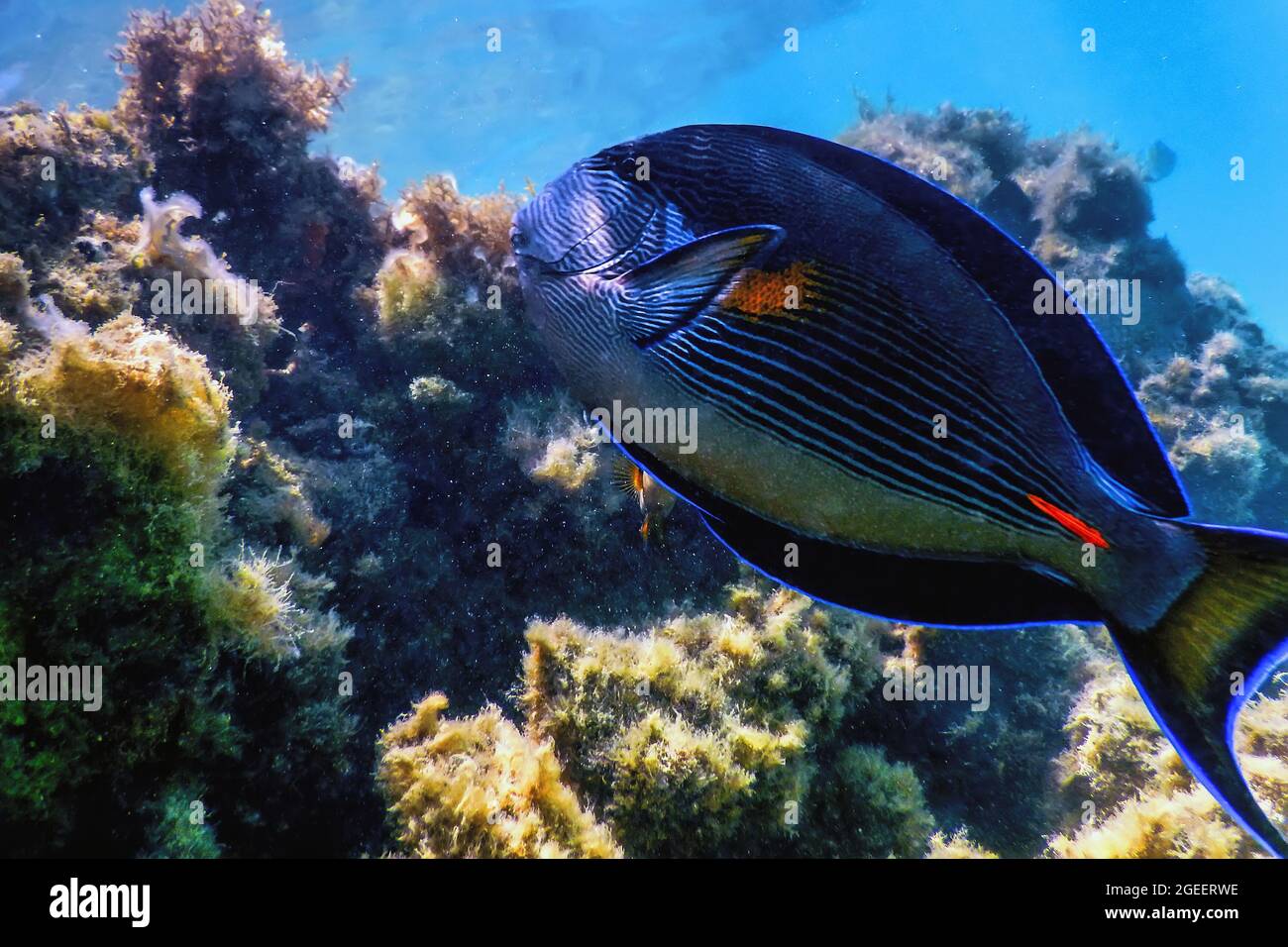The Sohal Surgeonfish, sohal tang (Acanthurus sohal) Marine life Stock ...