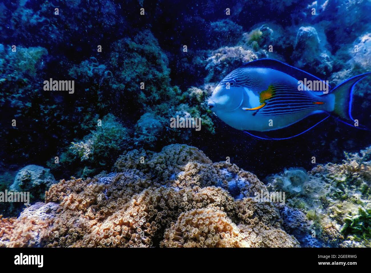 The Sohal Surgeonfish, sohal tang (Acanthurus sohal) Marine life Stock ...