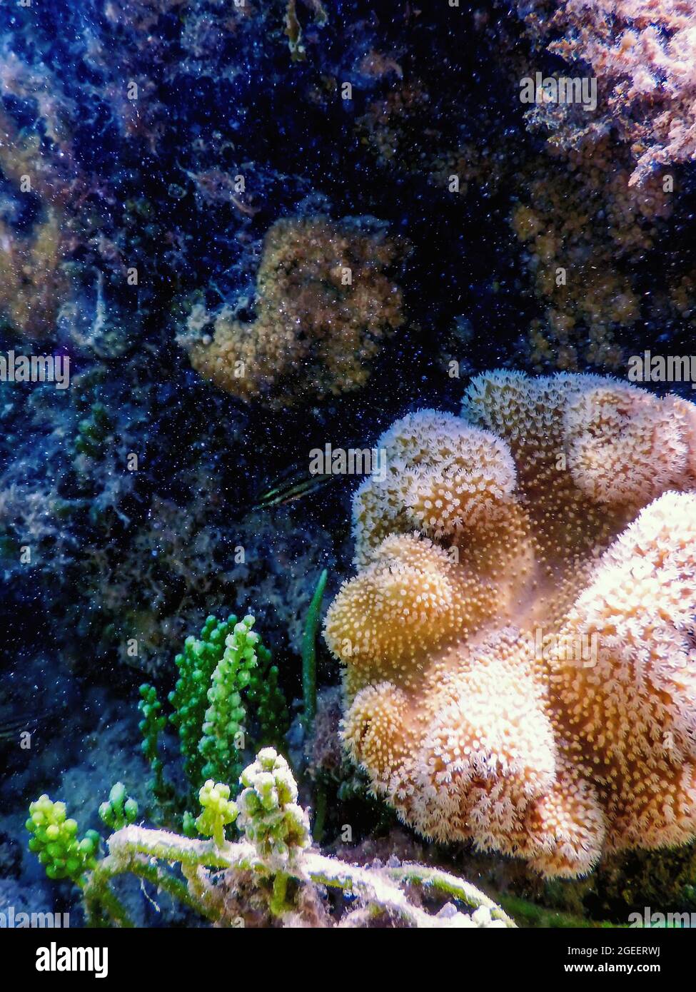 Polyps of the coral, Underwater landscape reef, Blue underwater ...