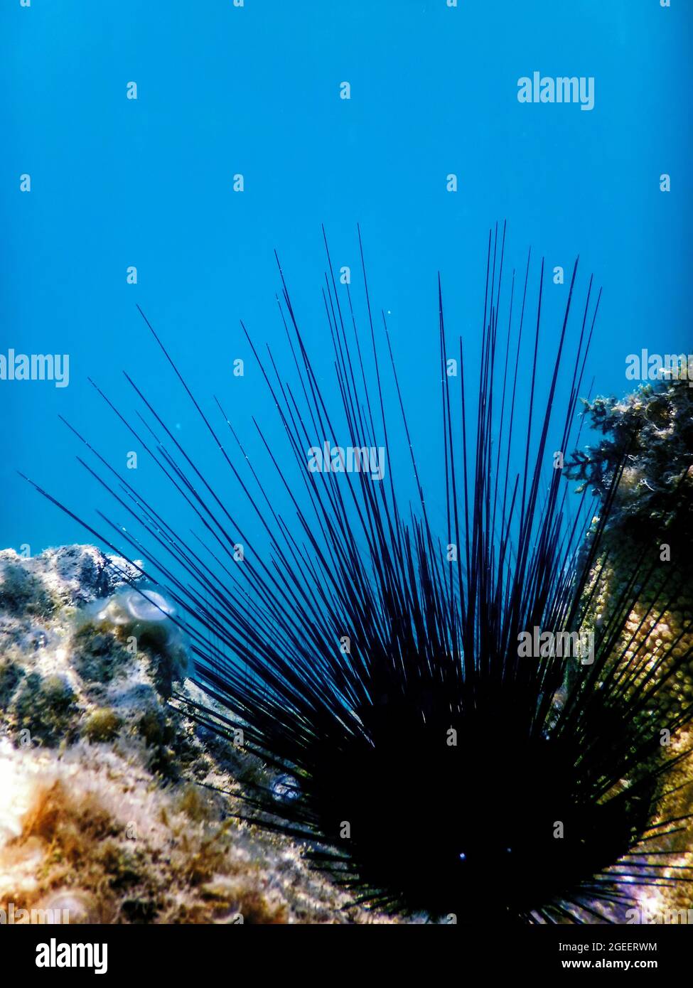 Common Long Spined Sea Urchin, (Diadema antillarum) underwater, Marine ...