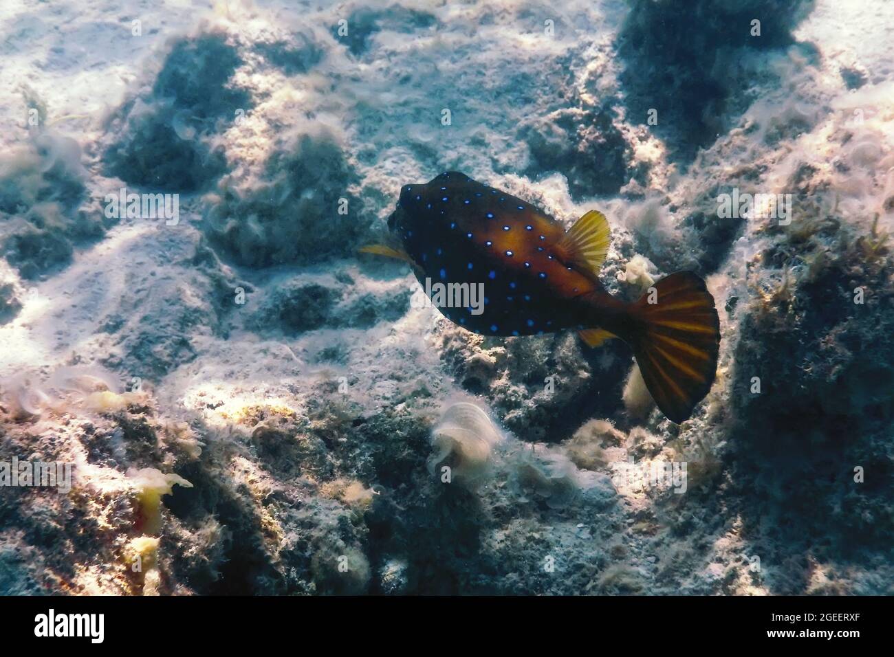Variegated lizardfish (Synodus variegatus) Underwater, Marine life ...