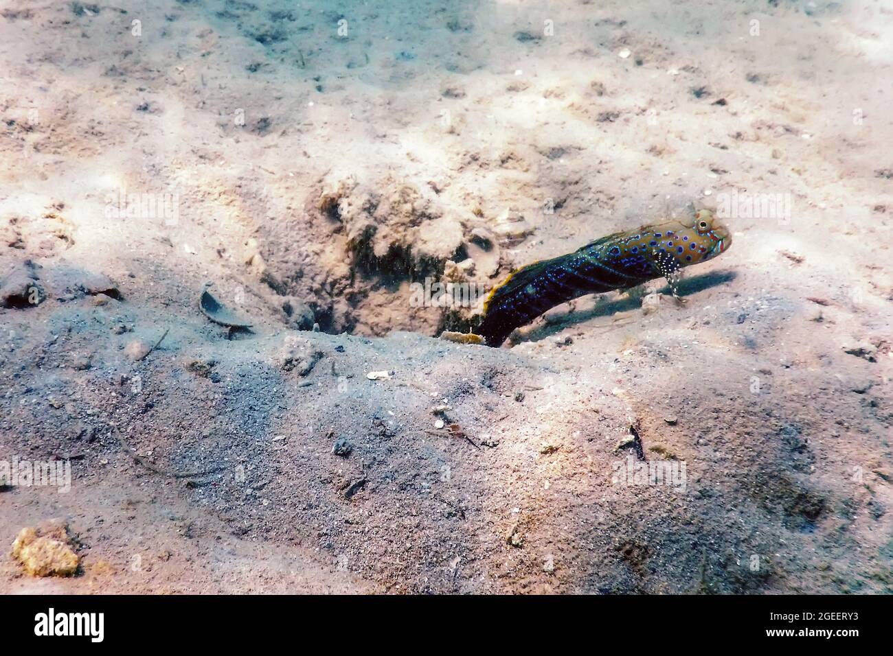 Spotted prawn goby (Amblyeleotris guttata) underwater, Marine life ...