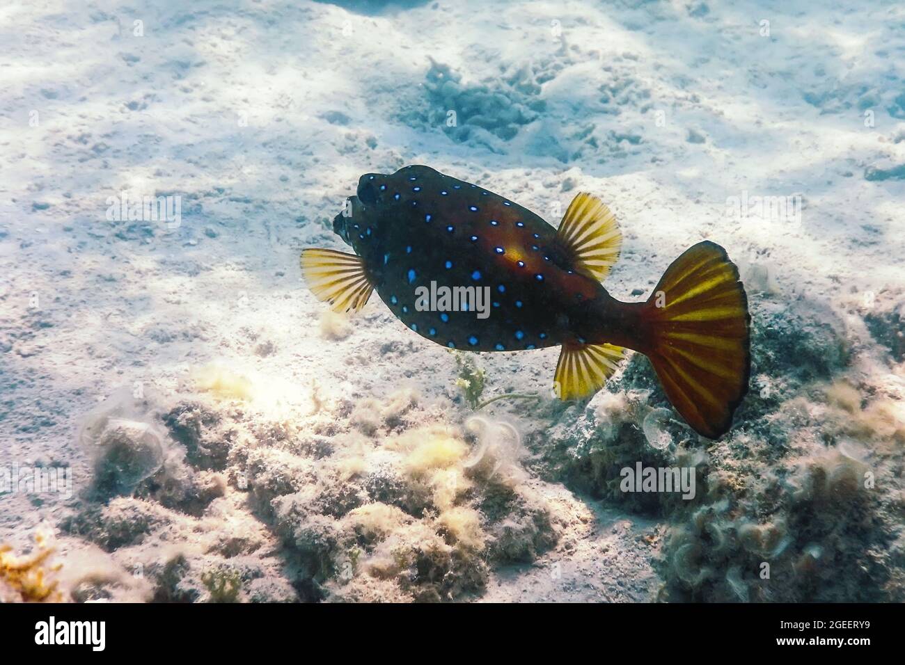 Yellow boxfish (Ostracion cubicus) Underwater, Marine life Stock Photo ...