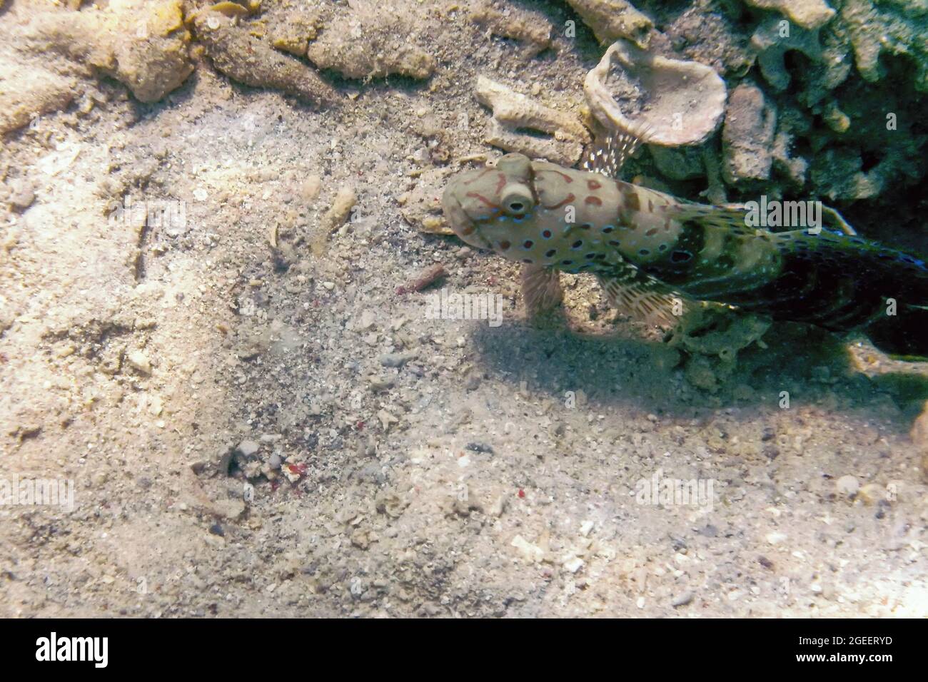 Spotted prawn goby hi-res stock photography and images - Alamy