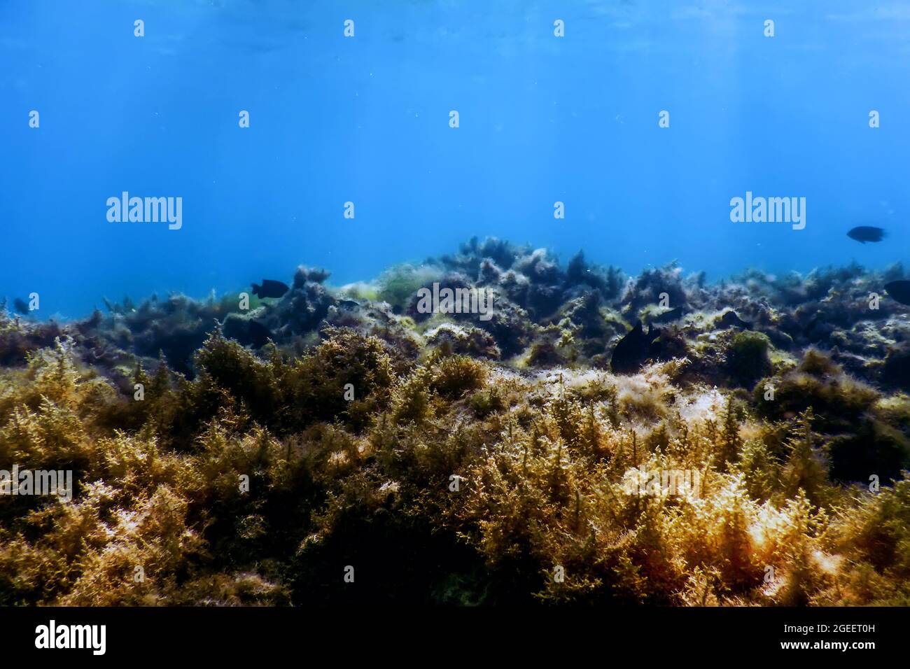 Seaweed, Seaweed Underwater, Seaweed Shallow Water near surface Stock ...