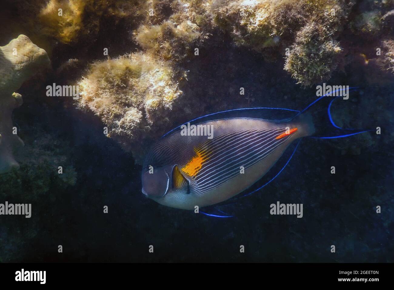 The Sohal Surgeonfish, sohal tang (Acanthurus sohal) Marine life Stock ...