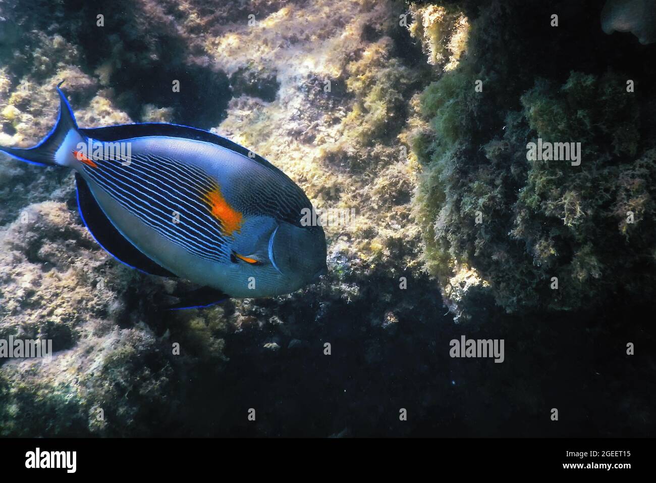 The Sohal Surgeonfish, sohal tang (Acanthurus sohal) Marine life Stock ...