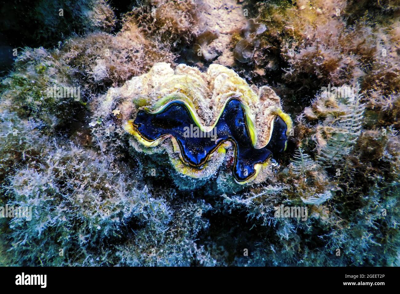 Maxima clam (Tridacna maxima) Underwater, Marine life Stock Photo - Alamy
