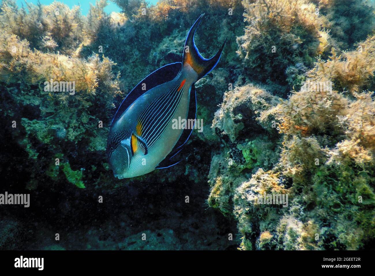 The Sohal Surgeonfish, sohal tang (Acanthurus sohal) Marine life Stock ...