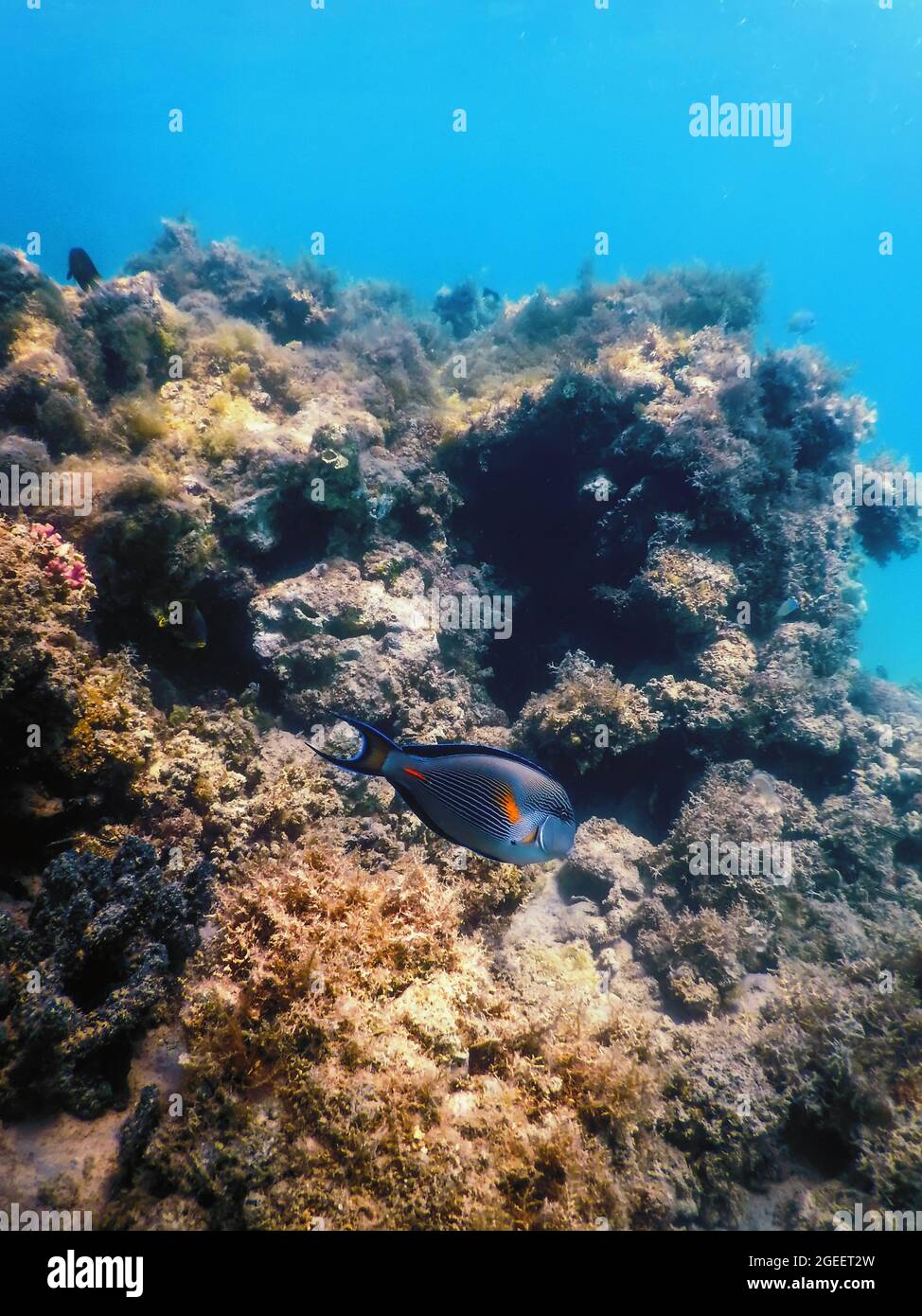 The Sohal Surgeonfish, sohal tang (Acanthurus sohal) Marine life Stock ...